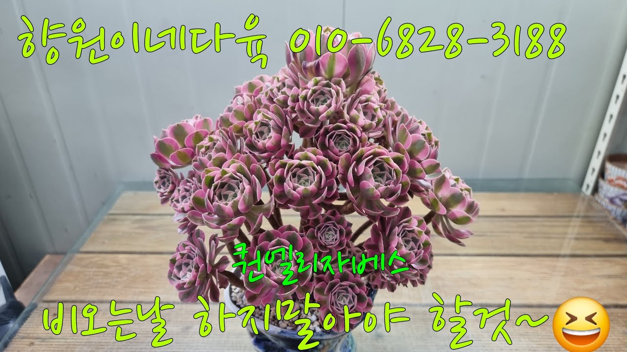 (25.7.18.금)💞비오는날💞 하지말아야 할게 뭐가 잇을까요??!! - YouTube