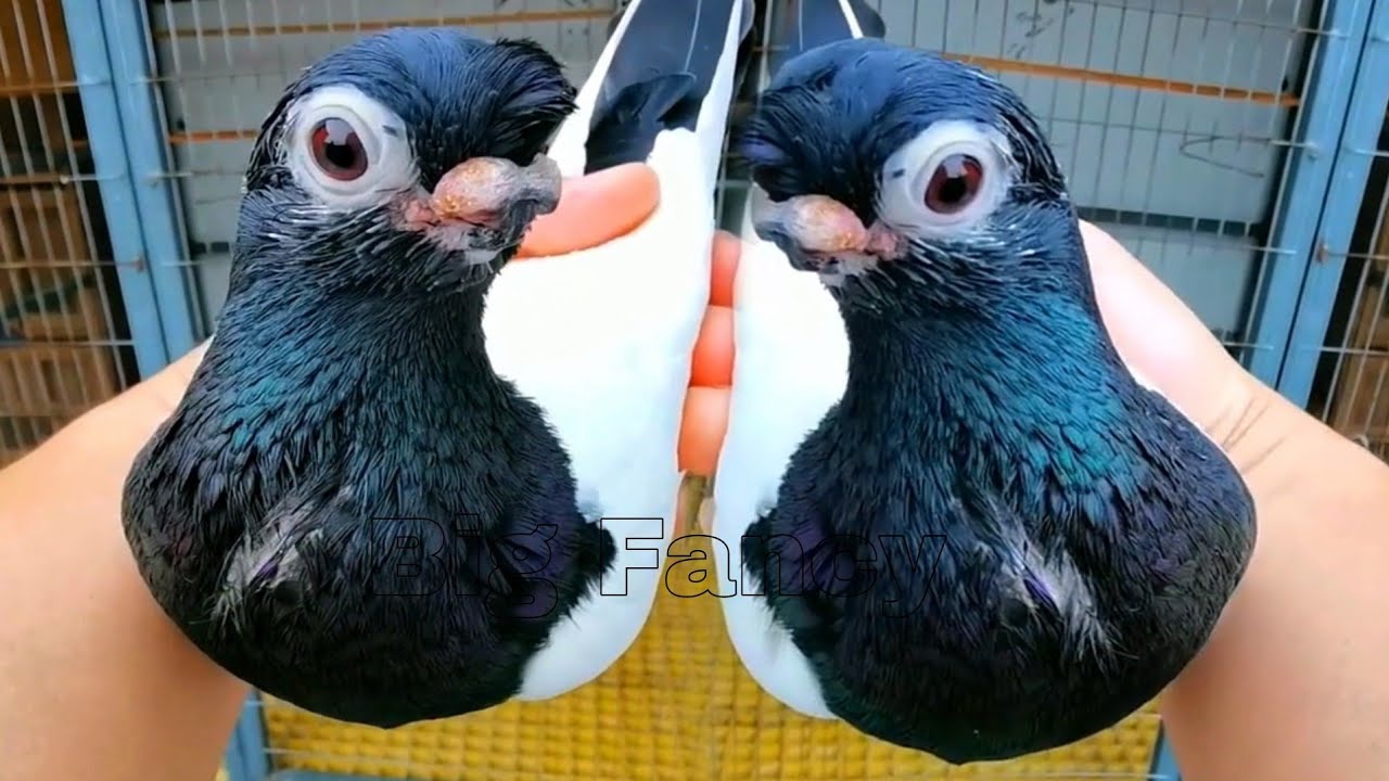Beautiful Fancy Pigeons: Best Breeds & Farm Footage Compilation (Bird ...