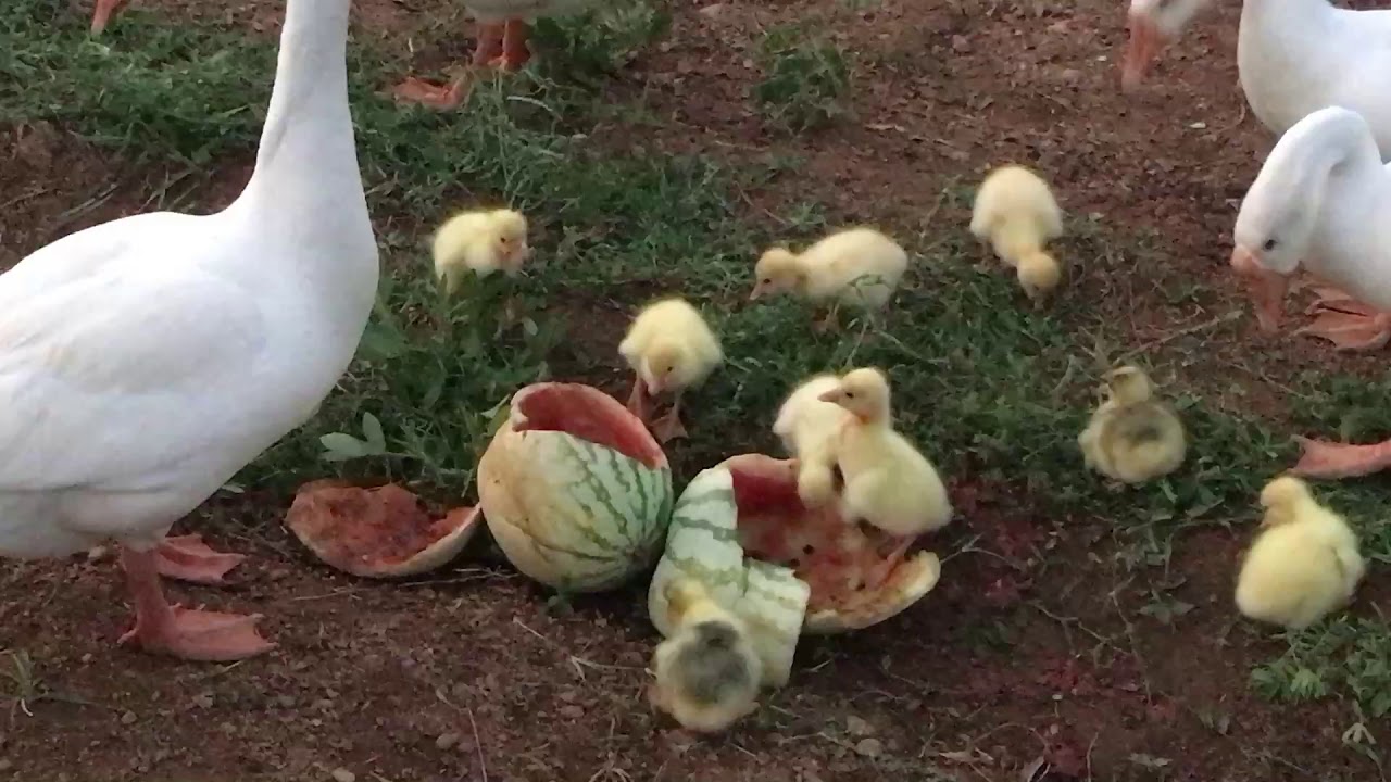 Goose chicks eating watermelon - YouTube