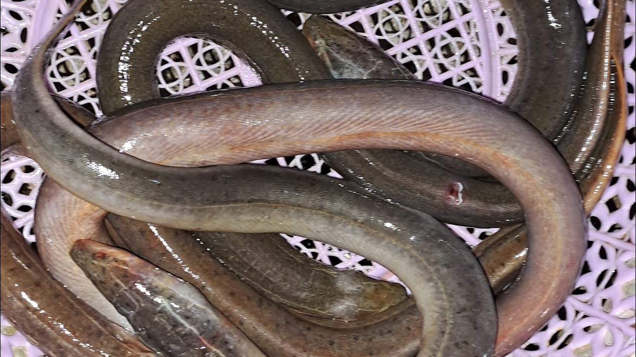 @eel fish //Na kusia//#bodo style cleaning 👌 cooking - YouTube