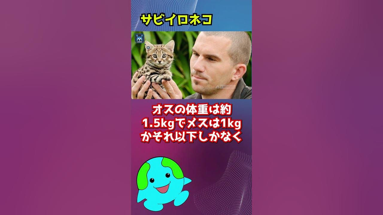 【閲覧注意】世界最小のネコ「サビイロネコ」 Shorts Youtube