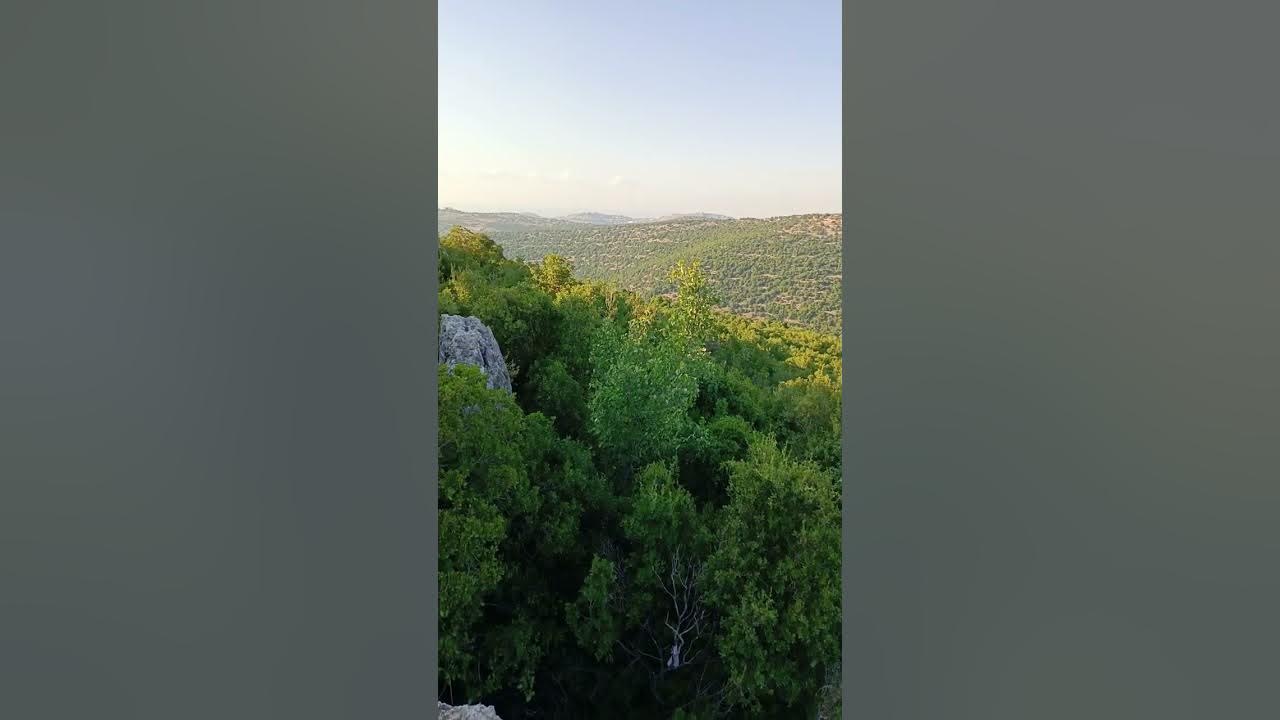 غابات برقش في لواء الكوره اربد شمال الاردن حزيران 2024م2 Youtube