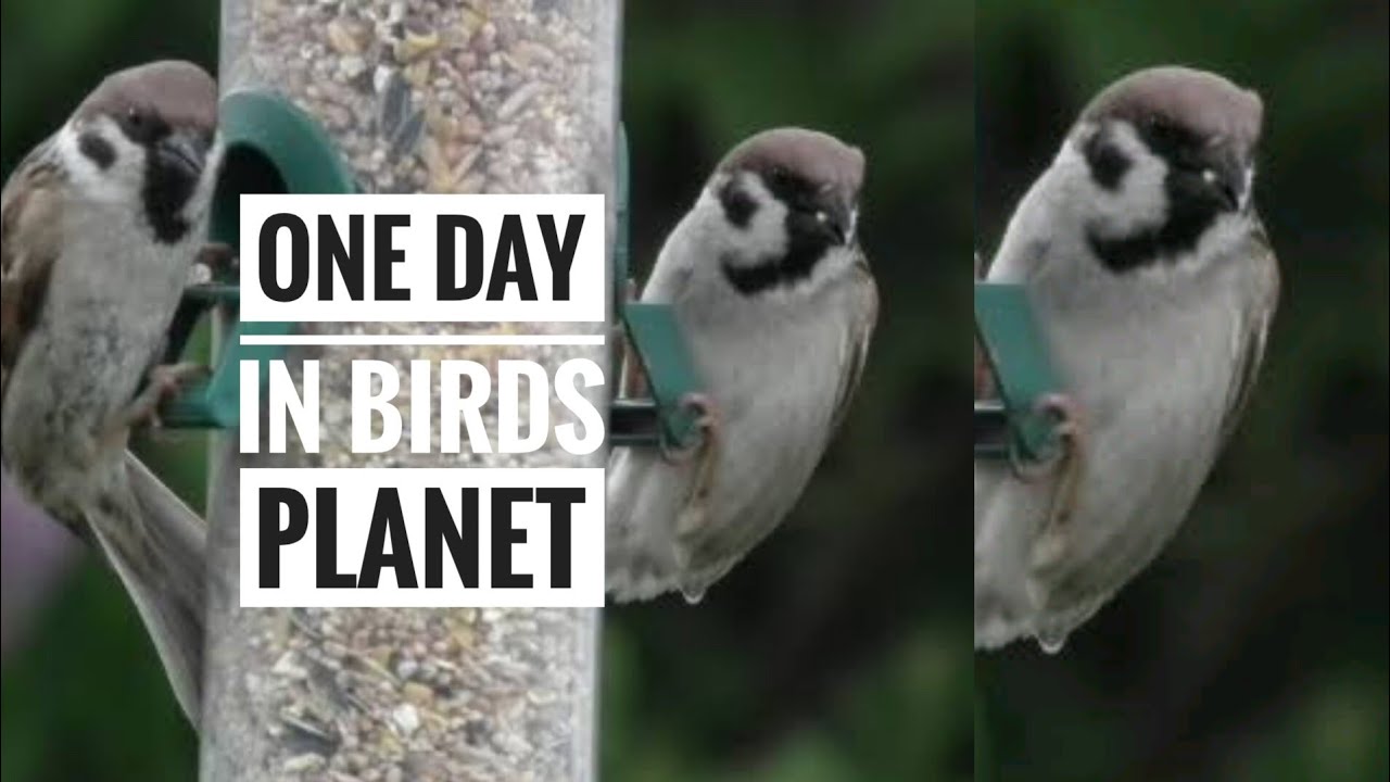 Birds Planet | In the Kingdom of Birds with the Love of Birds | Birds ...