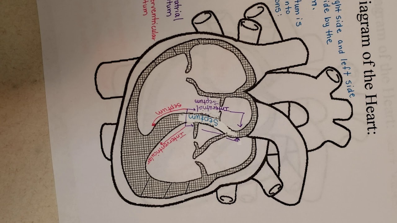 Chapter 1 Cardiac Anatomy and Physiology - YouTube