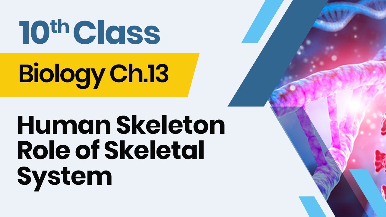 10th Class Biology, Ch 13, Human Skeleton Role of Skeletal System ...