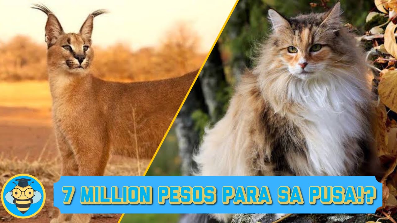 10 Pinaka mahal na pusa sa buong mundo(Pusa ng mayayaman?)|Kaalaman ...