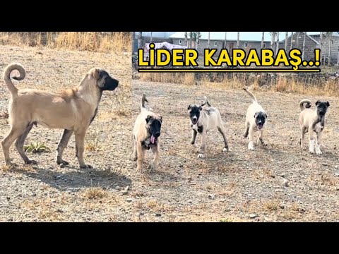 KARABAŞ VE EKİBİ MÜHTEŞEM Bİ ŞEKİLDE GELİYOR. EFSANE OLACAKLAR..