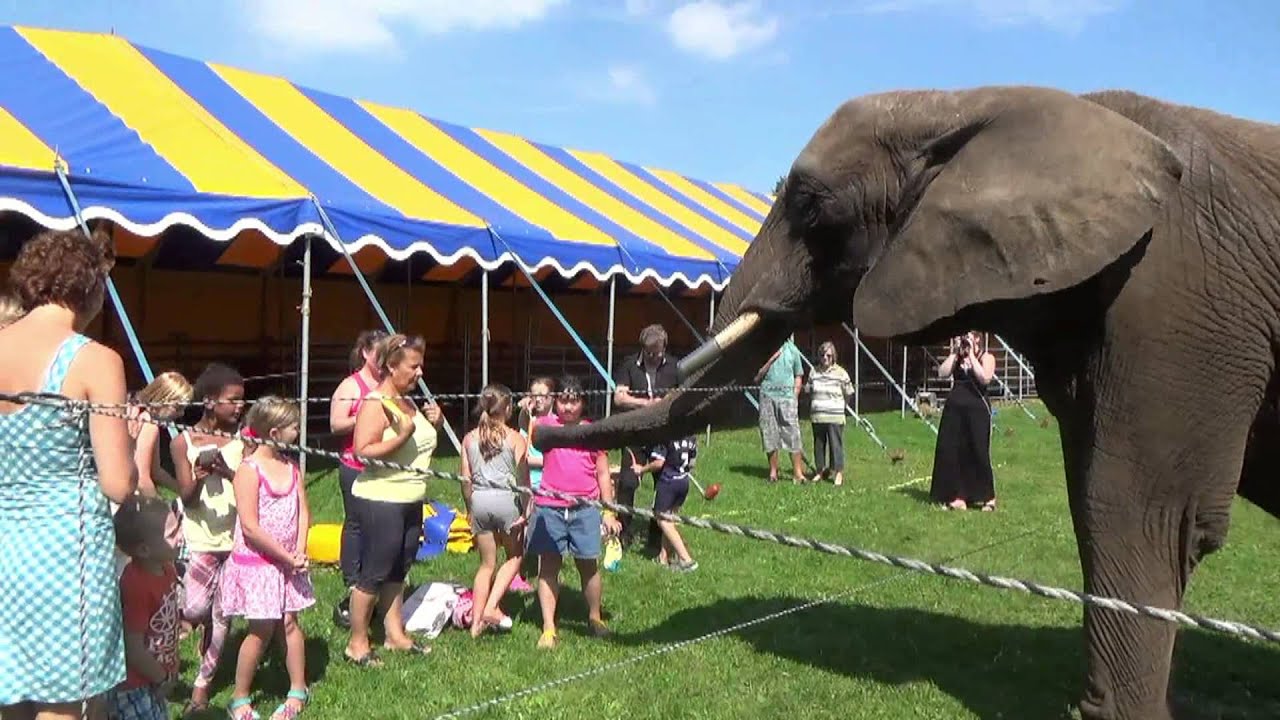 olifant voeren circus Freiwald lekkerkerk - YouTube