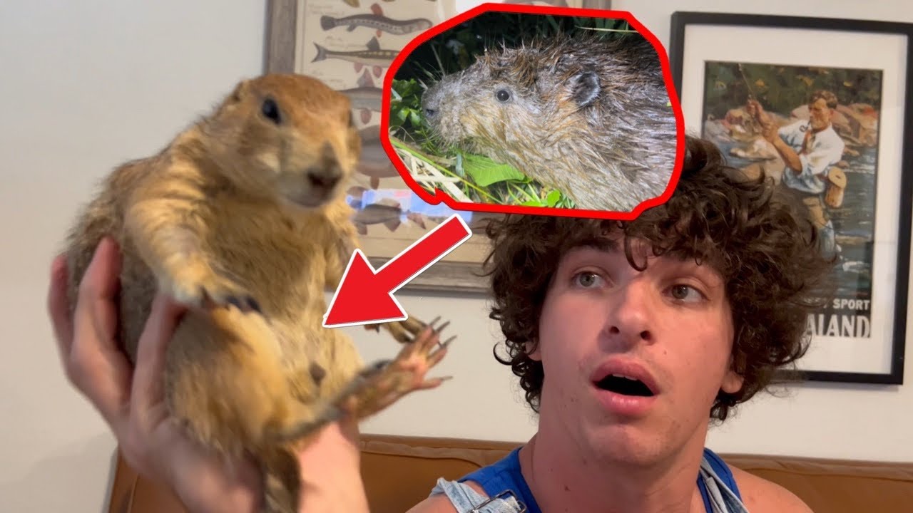 Why I Fed a Beaver to my Prairie Dog - YouTube