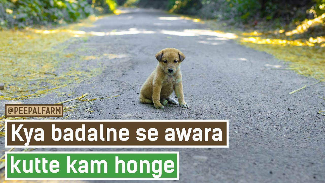 Zakhmi awara khas dost saath adopt hue | Injured stray dogs who are ...