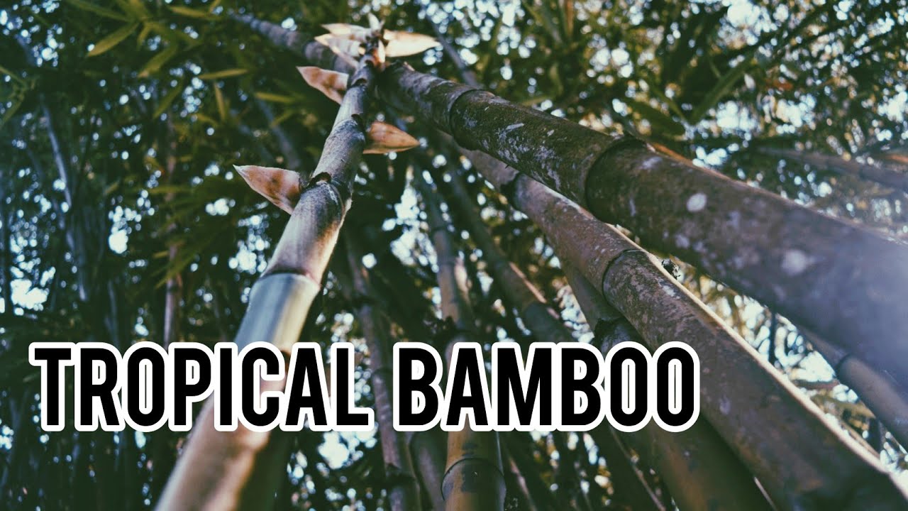 Bambusa vulgaris Common Bamboo [Kew Gardens. London, UK] - YouTube