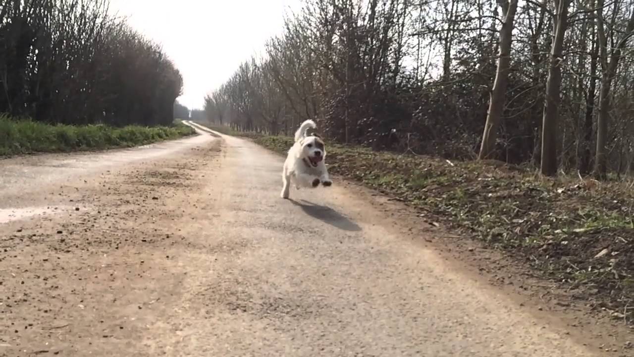 Dingleberry Dog - SLOW MOTION - YouTube