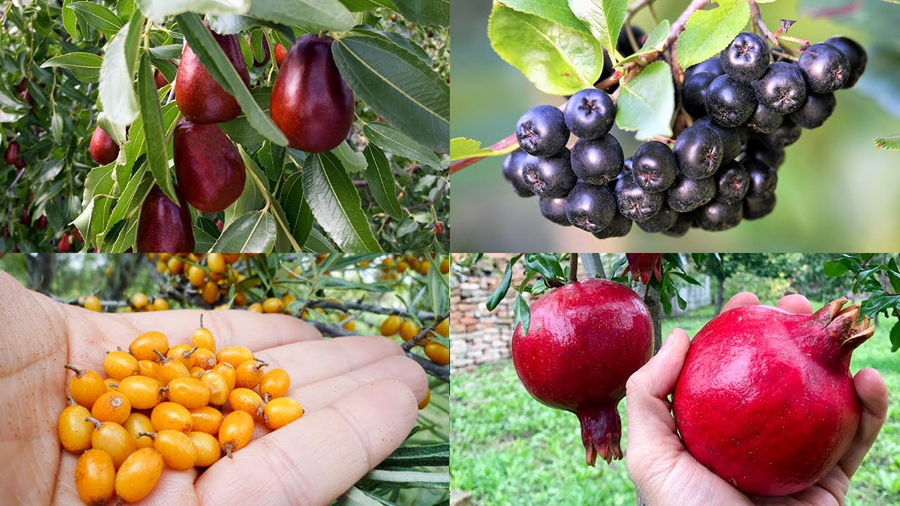 Aronija stablašica, oblepiha, Kineska urma, nar - Rasadnik MAVM - Fruit ...