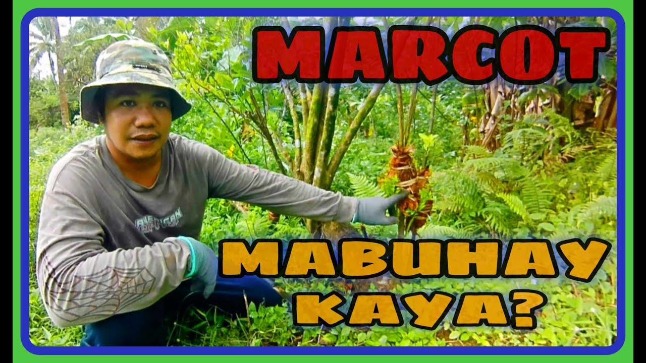 UPDATE SA MARCOTTED CALAMANSI | Manugang tv - YouTube