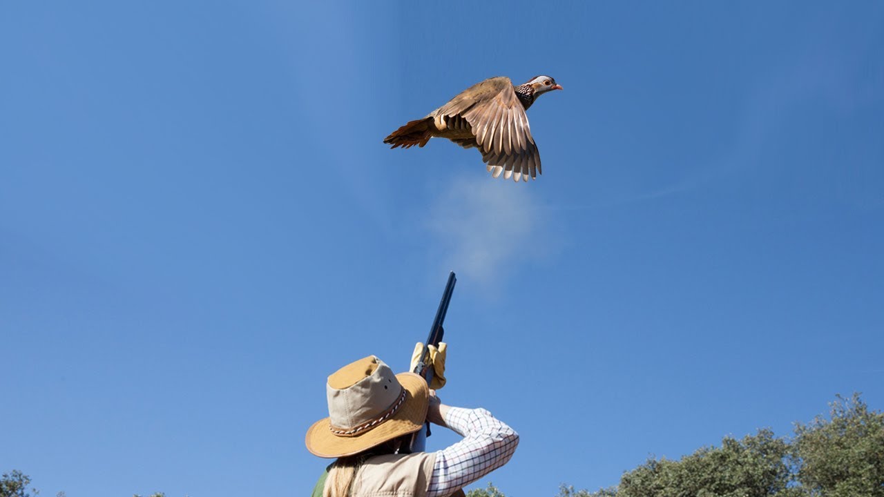 Chasse Perdrix au Maroc 2017 | Chasse au Petit Gibier - YouTube