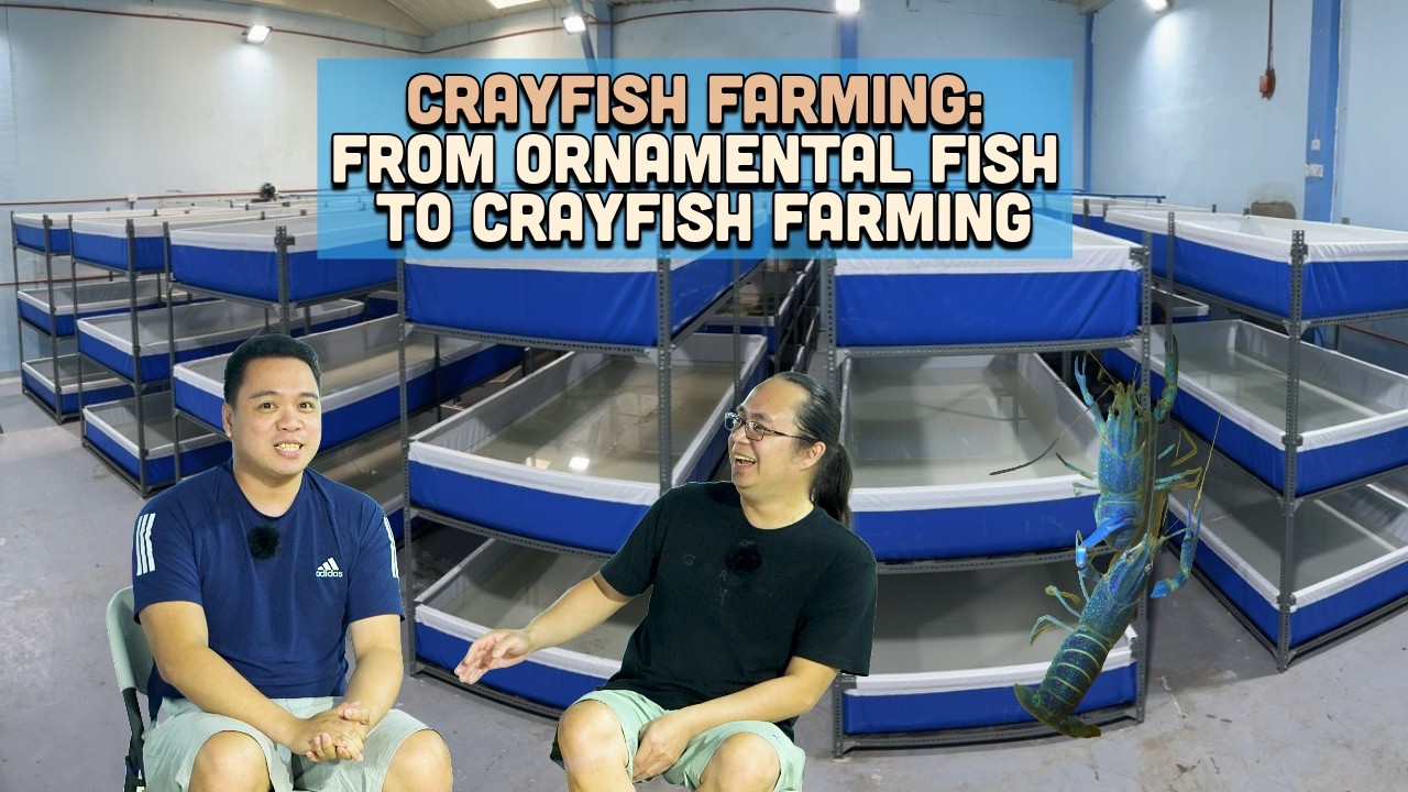 CRAYFISH FARMING: PINAKA MALAKING URBAN CRAYFISH FARM SA BANSA - YouTube