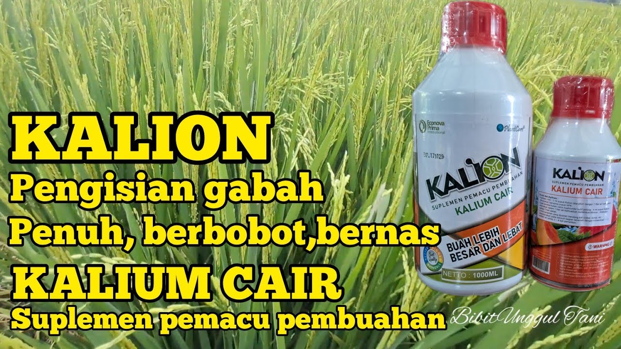 MANFAAT PUPUK KALIUM CAIR - YouTube