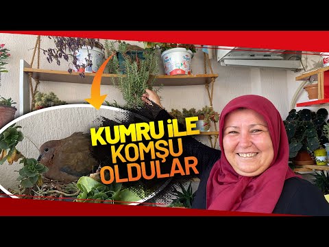 3 Yıldır 2 Kumruyla Balkonda Birlikte Yaşıyorlar