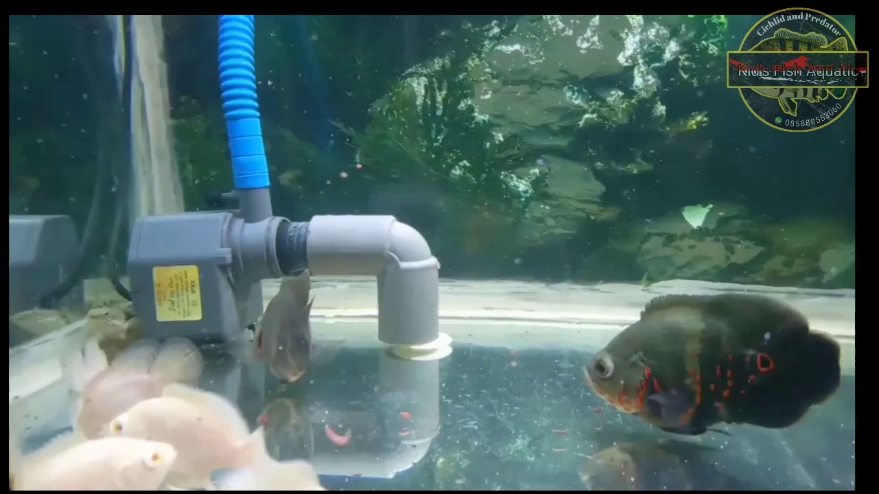 Oscar Tiger & Albino Tiger Short Body Unik - YouTube