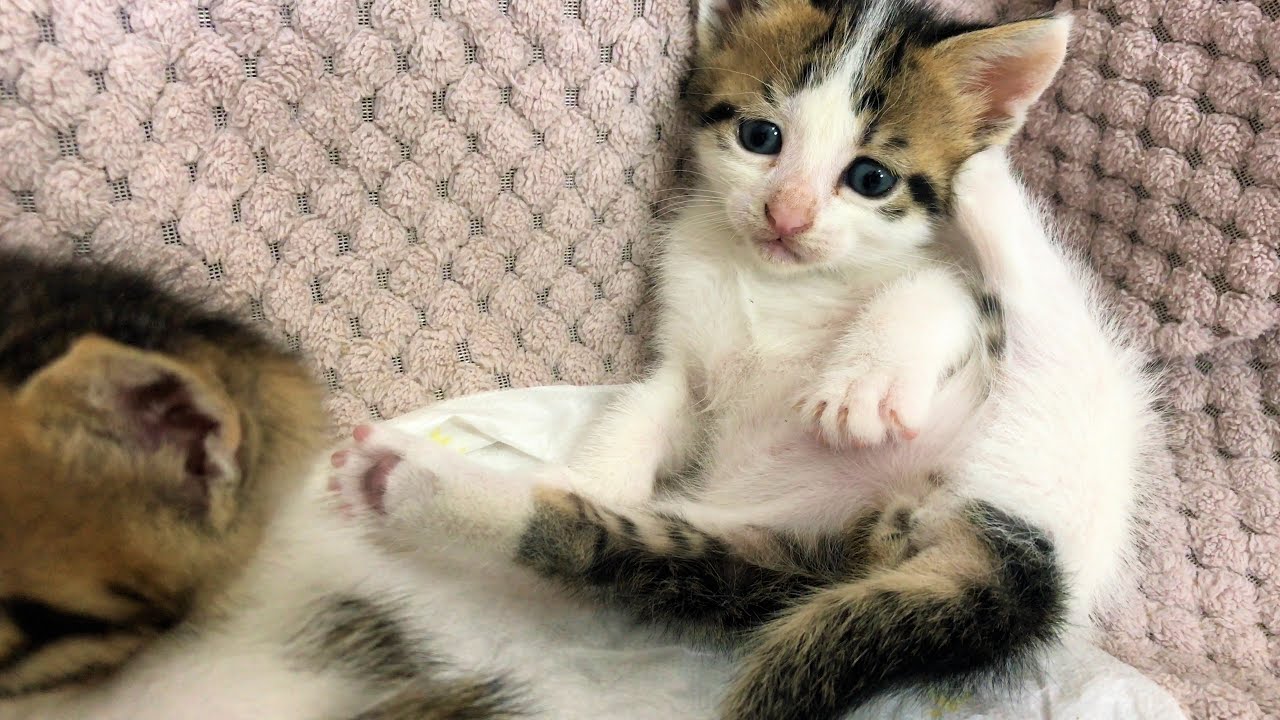Yavru Kediler ' Dünyanın En Keyfine Düşkün Kedi Yavrusu ' 😻 Tatlı ve ...