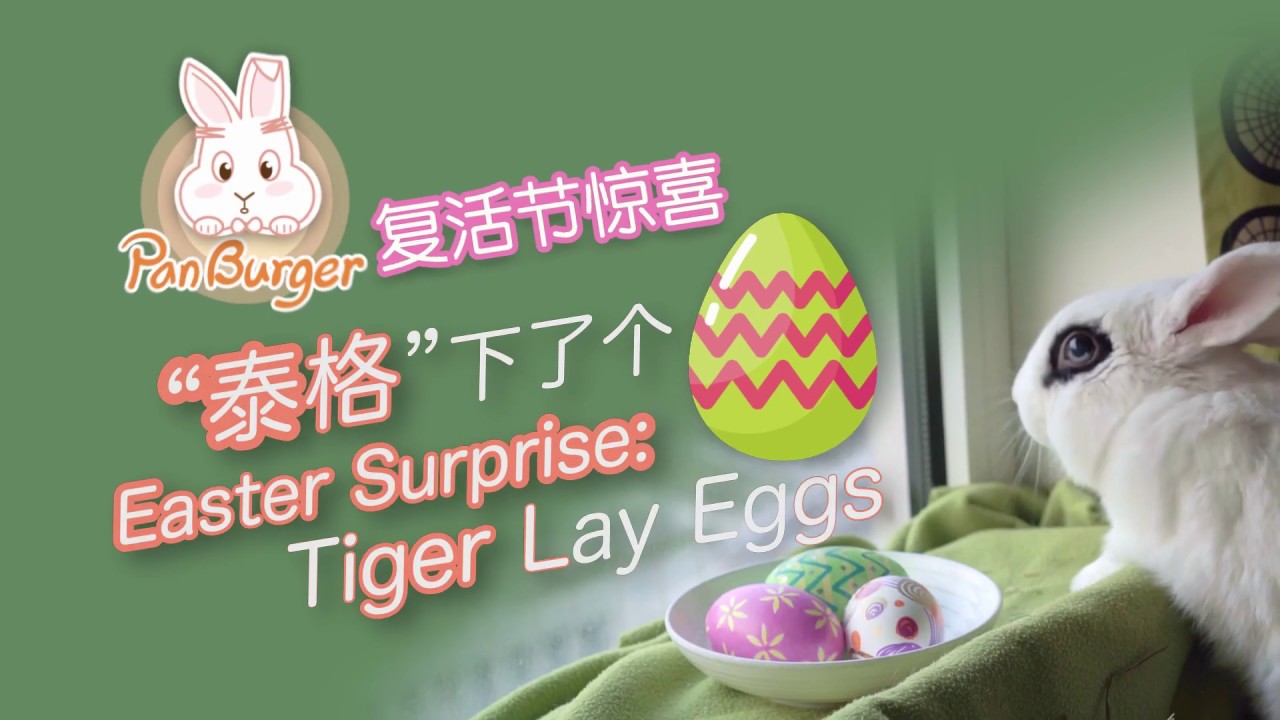 Unbelievable Easter Day! Bunny Tiger Lay Eggs~ - YouTube