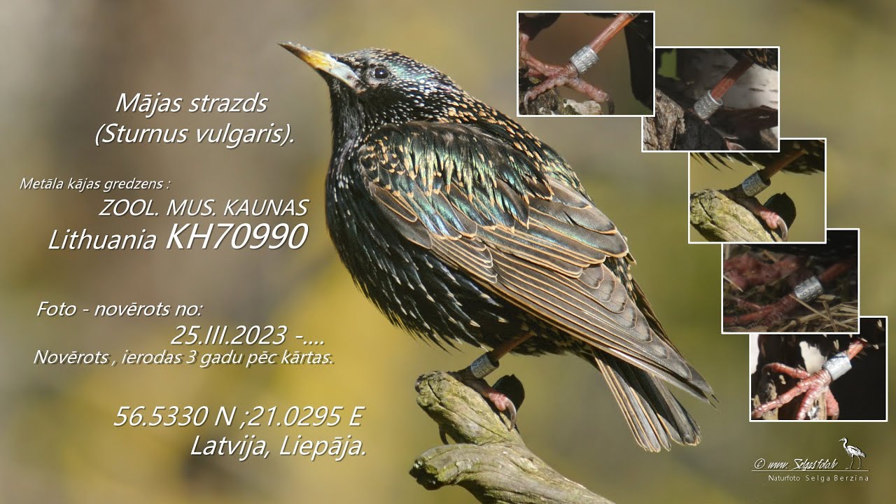 Putni / Birds : MĀJAS STRAZDS /Sturnus vulgaris/ KH70990 - YouTube