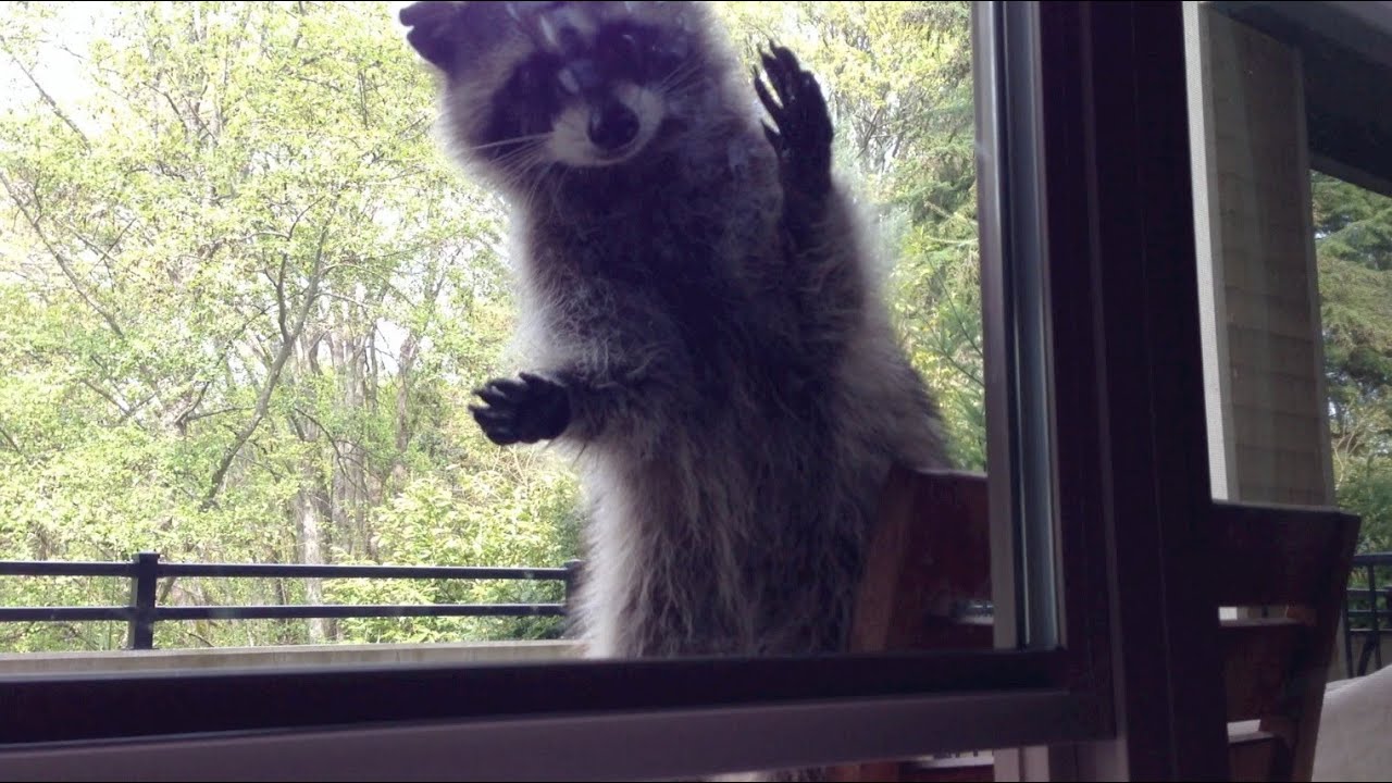 Betty Raccoon - Window Lurker - YouTube