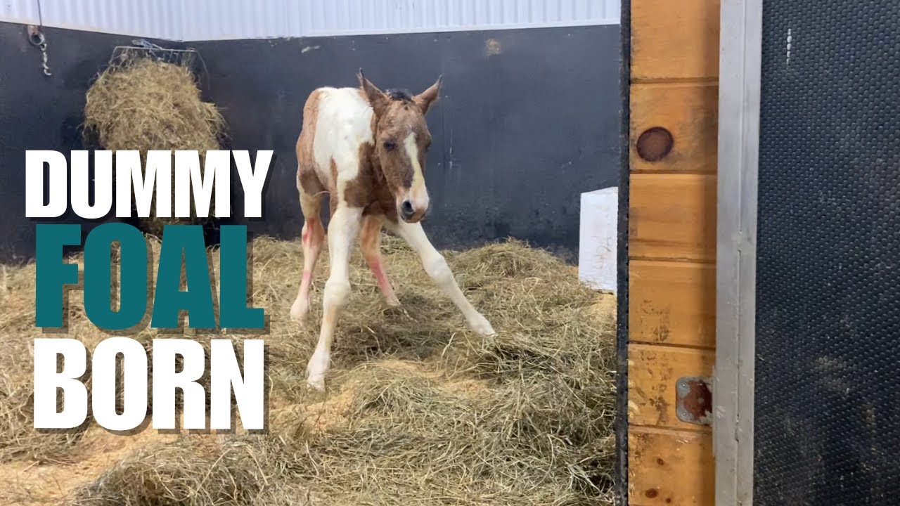 A Dummy Foal Was Born - YouTube