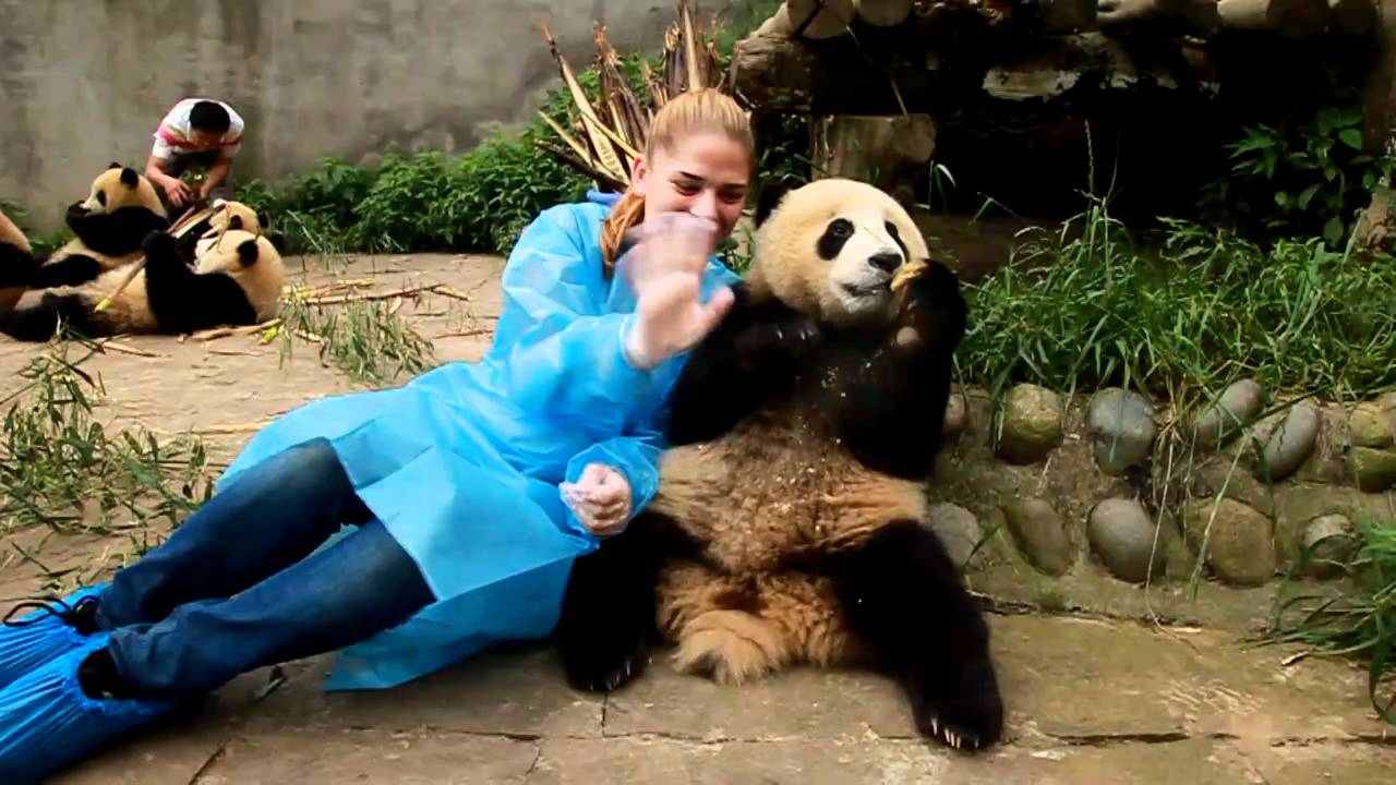 Volunteering in China’s largest Panda Sanctuary | GoEco - YouTube