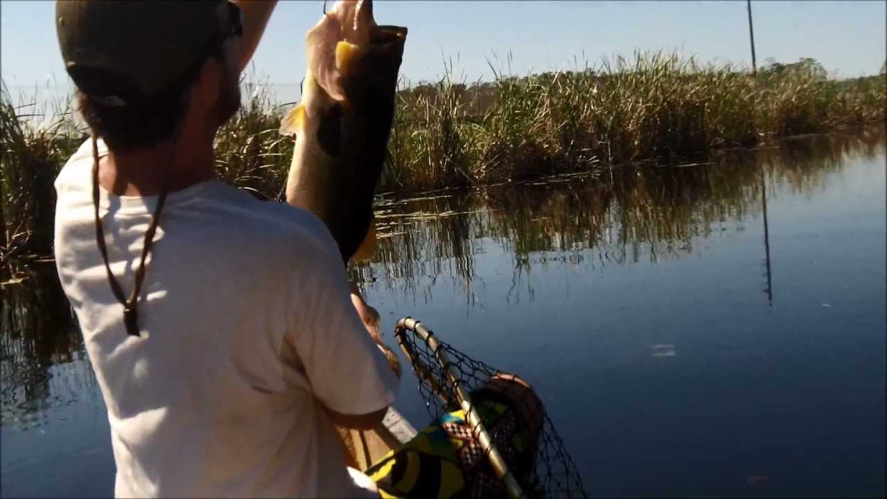 7lb 2oz and 6lb 11oz Largemouth Bass Fishing Naples, FL - YouTube