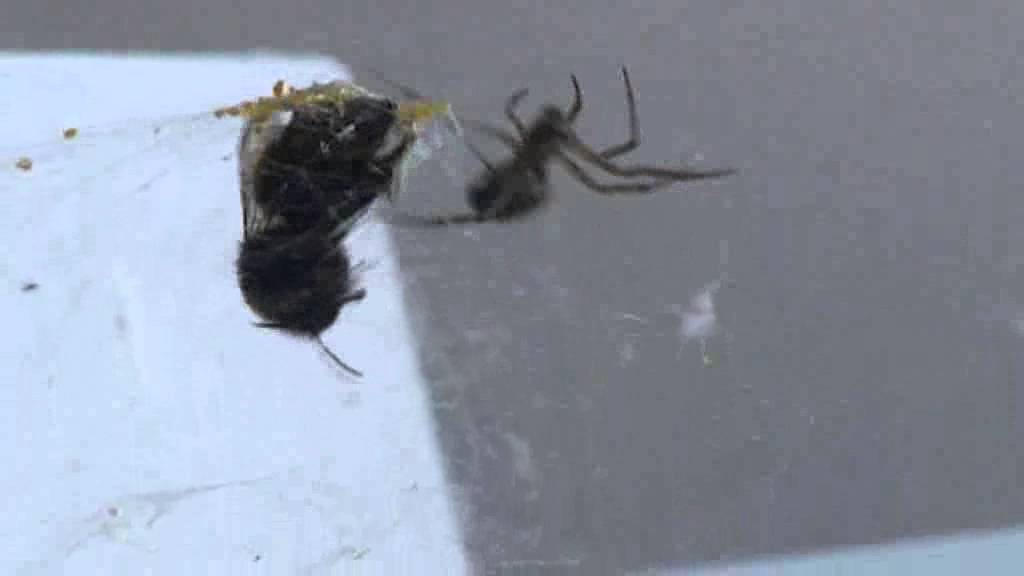The Spider and The Bee - YouTube