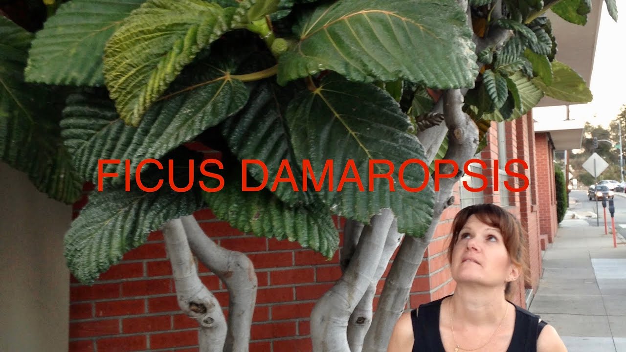 My WIND DAMAGED Ficus Dammaropsis , ( Dinner plate fig ) - YouTube