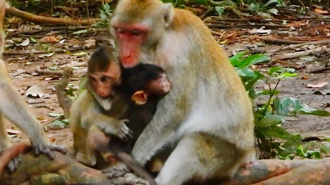 Jane Hugs 2Babies Sweetly In Chest, Baby Monkey Wild, National ...