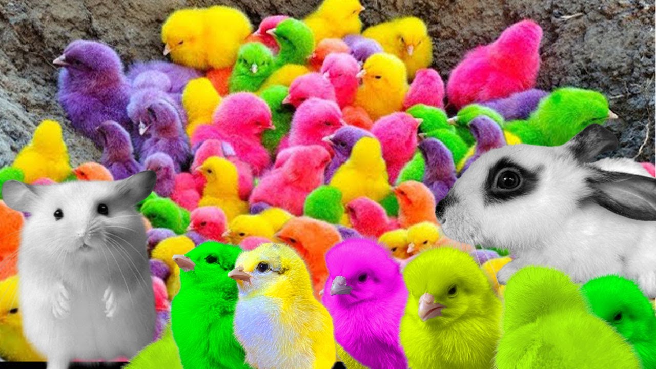 RABBIT VIDEO,DUCK,CHICENS video,DUCKS CUTE,ANIMALS,RABBITS,duck,FISH ...