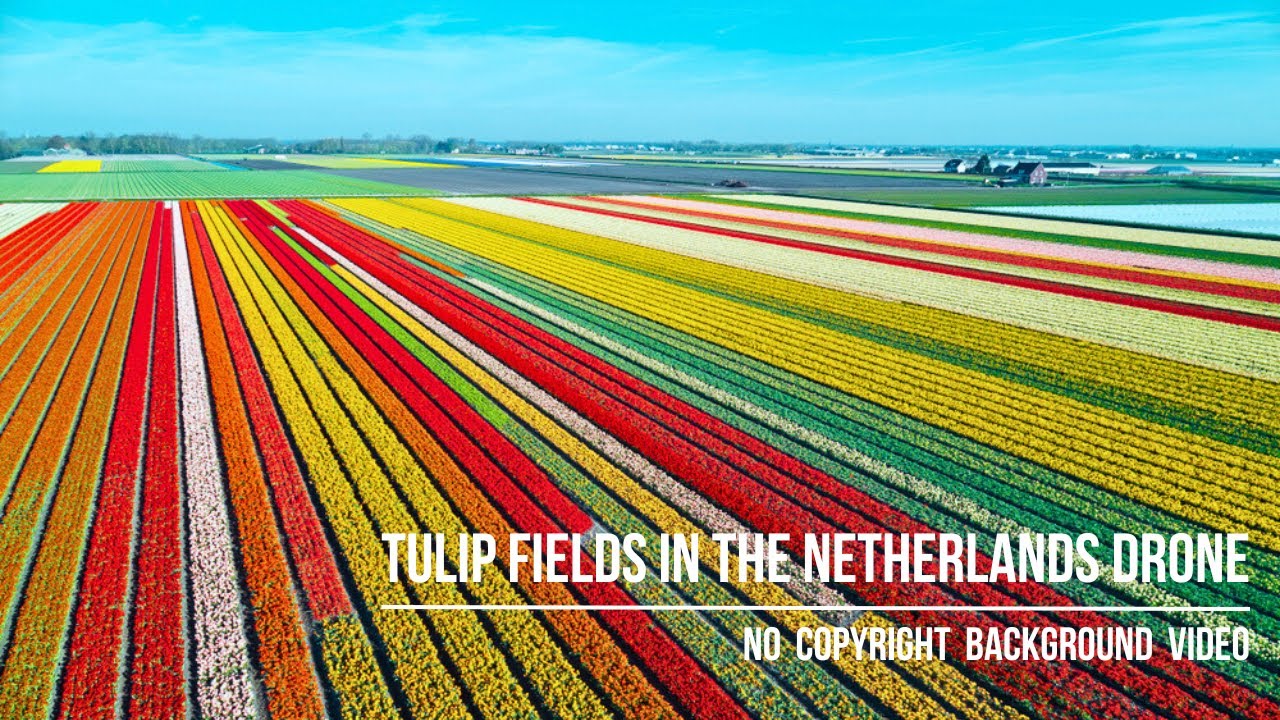 Tulip Fields In The Netherlands Drone | No Copyright Background Video ...