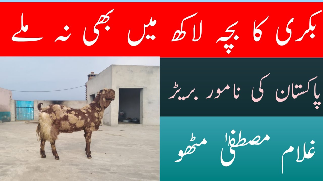 goat forming in Pakistan| | Bhalwal beetal || Pothwari beetal || goat ...