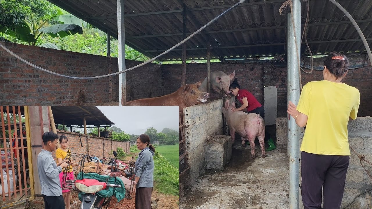 The way I create pigs.sell a herd of breeding pigs /@ThoaRurallife #67 ...