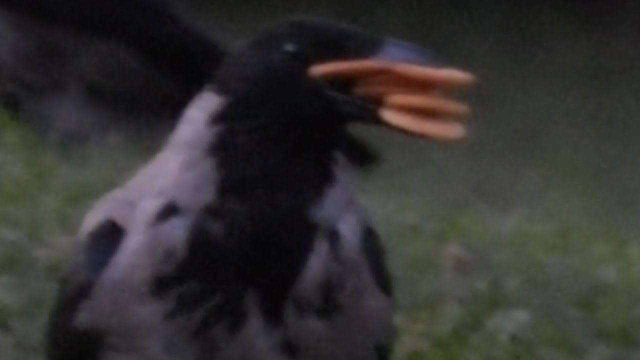 How many crackers can a crow take? A new world record? Maybe - YouTube
