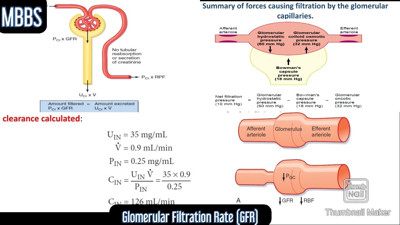 Glomerular Filtration, GFR, Starling forces, Clearance, Factors ...