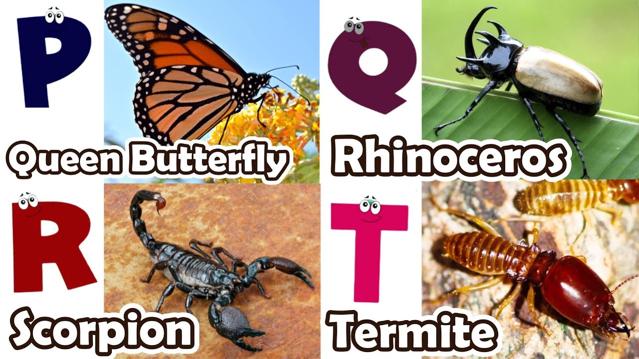 Insects ABC Song for Kids | Insects for Kids | Phonics for Kids ...