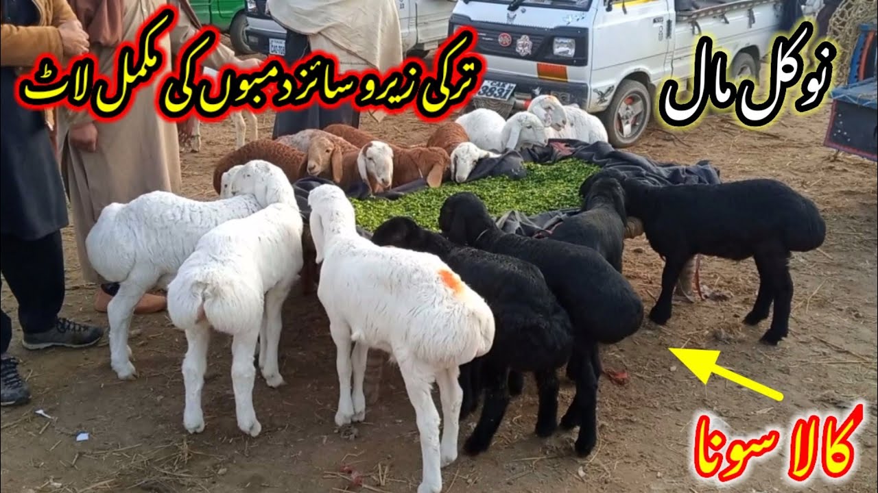 Talagang dumba Mandi/zero size Turkey dumba kids rates/dumba Mandi 30 ...