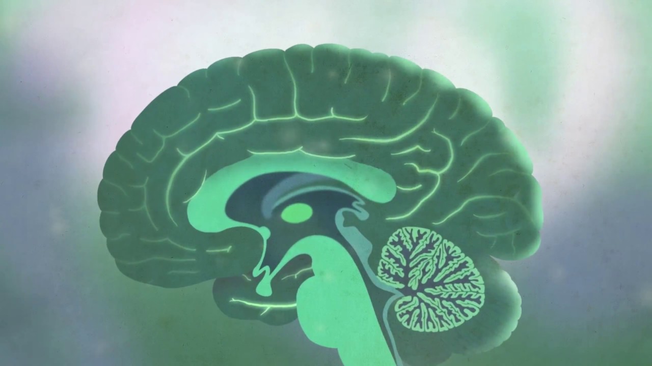 How Experience Shapes Your Brain - YouTube