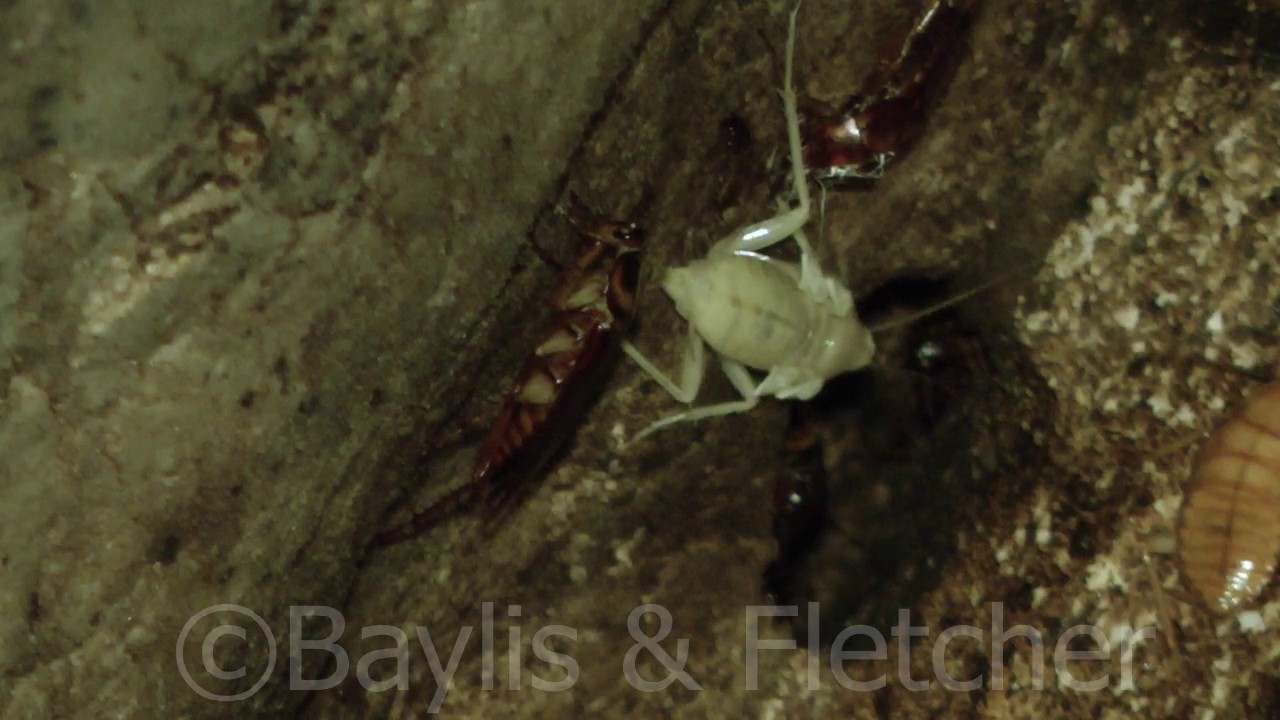 White cockroach, Perak, Malaysia. 20160426_160149.m2ts - YouTube