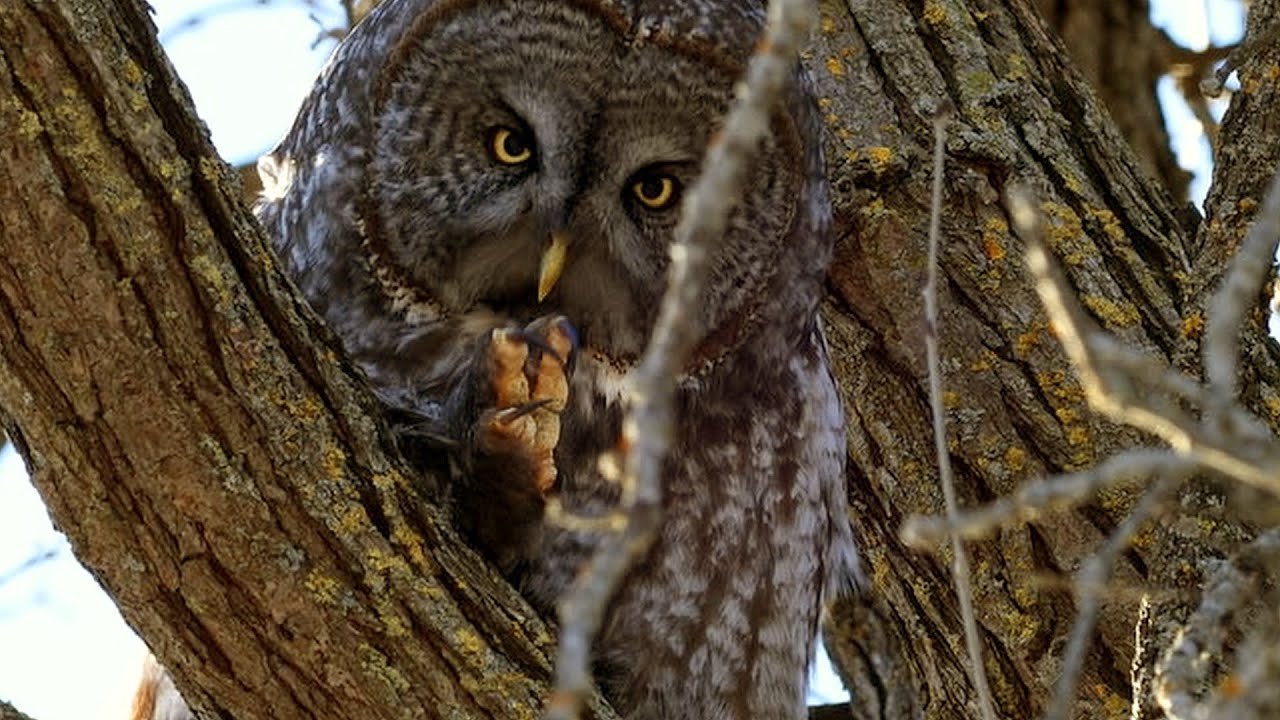 Great Gray Owl Preening - YouTube
