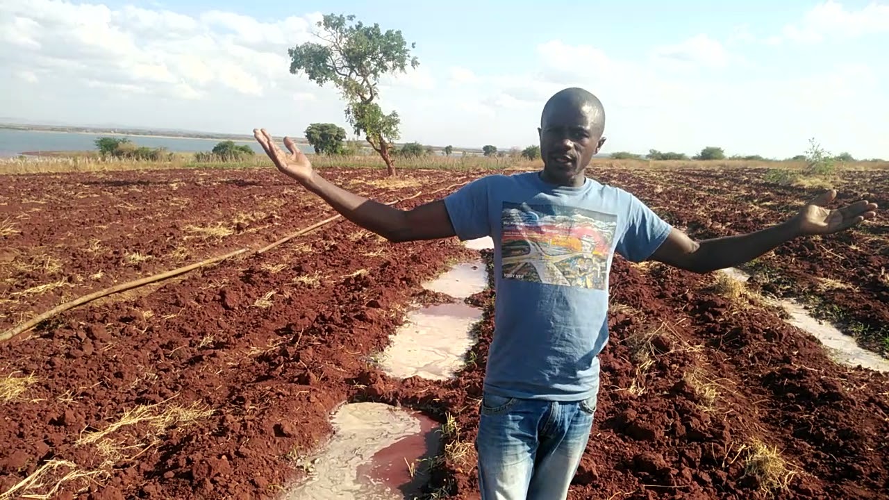 How and when to water watermelon 🍉 plants using farrow Irrigation. # ...