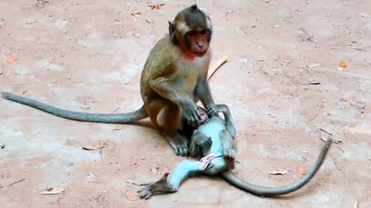 OMG...The Old Monkey Slap And Slap Poor monkey Collapse On The Ground ...