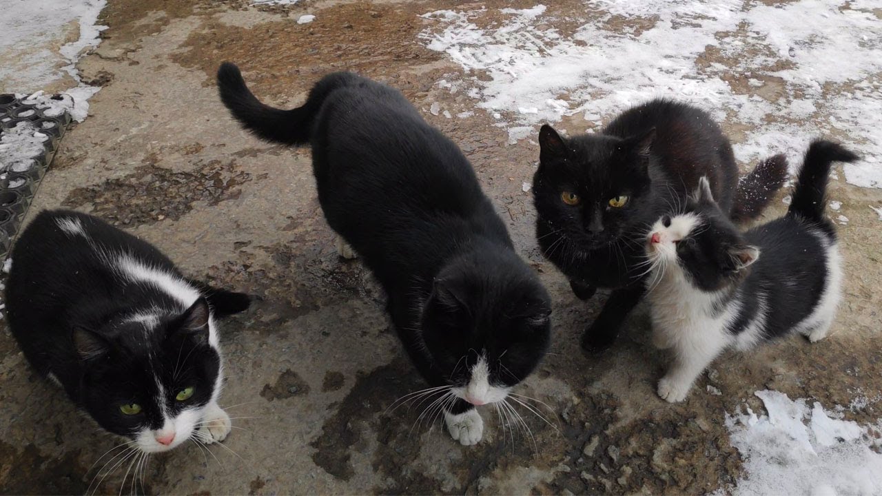 Cute Cats Enjoying Outdoor Delights! - YouTube