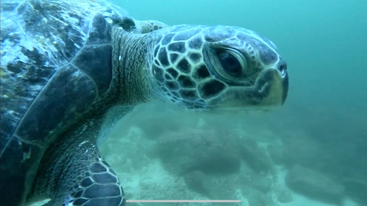 Diving with Bull Sharks, Turtles, Moray, Eels, Turtles and more at Bat ...