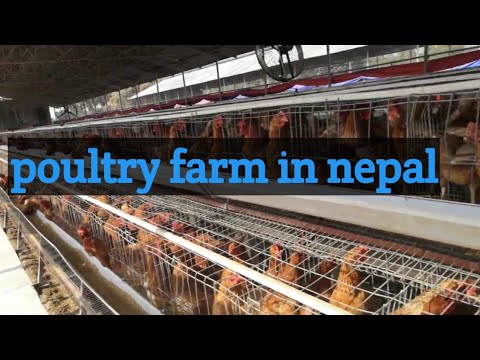 Biggest poultry farm in nepal - YouTube