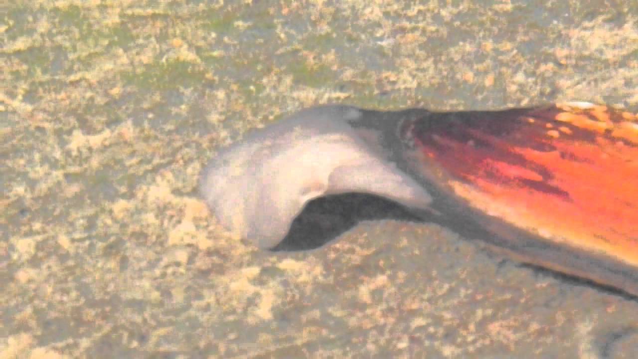 Watching a fresh water Mussel open - YouTube